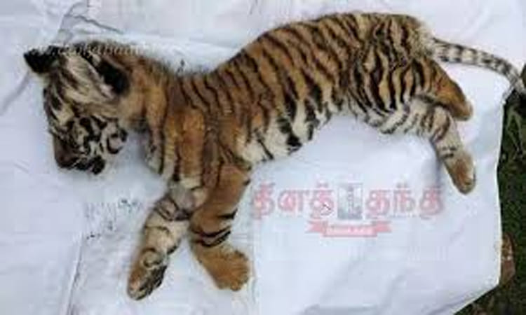 ஊட்டி: தாயை பிரிந்து தவித்த நிலையில் மீட்கப்பட்ட புலி குட்டி சாவு/Ooty ...