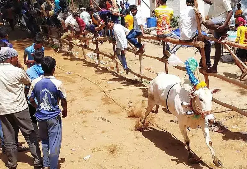 மாடு விடும் திருவிழா