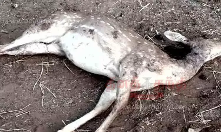நாய்கள் கடித்து புள்ளிமான் பலி