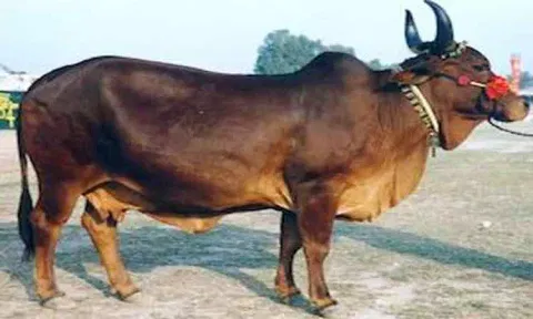 அந்தியூர் கால்நடை சந்தையில் நாட்டு பசு மாடு ரூ.70 ஆயிரத்துக்கு விற்பனை