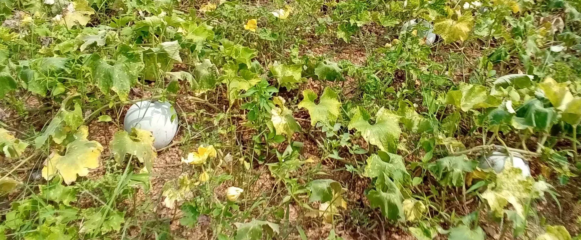 சாம்பல் பூசணி விலை வீழ்ச்சியால் விவசாயிகளுக்கு ஏமாற்றம்