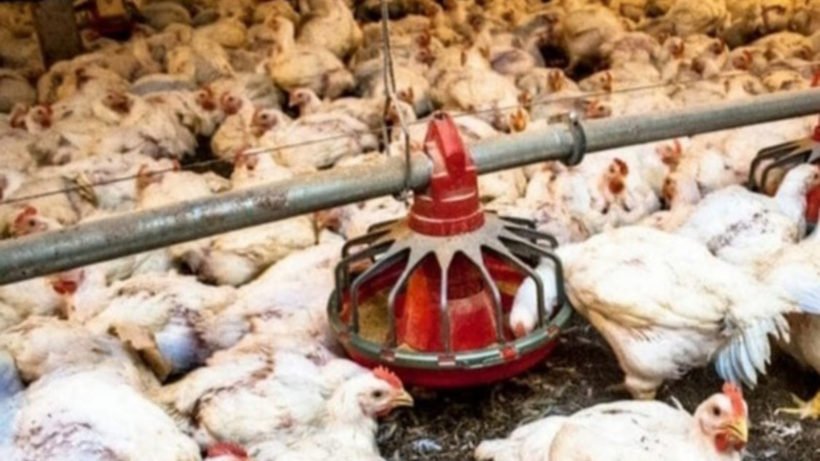 Poultry Strike in Tamil Nadu: MLAs Demand Action as Broiler Prices Soar