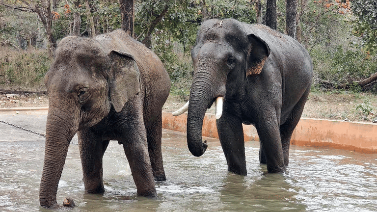 Efforts initiated to revive elephant rejuvenation camp near Coimbatore