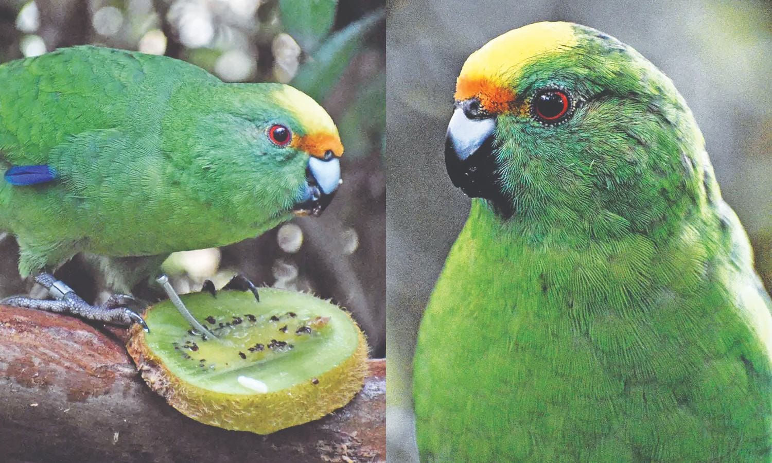 Back from Extinction: A parakeet pair is saving their kind one chick at ...