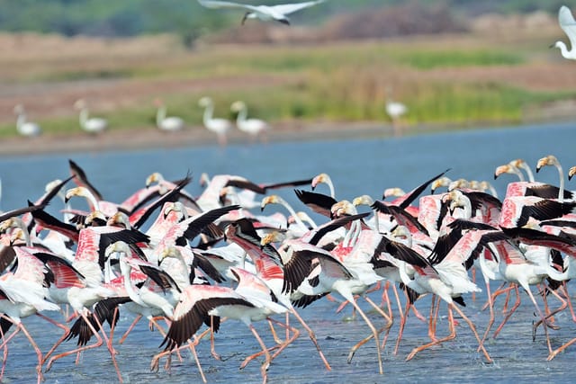 Reservoir may cost migratory birds their crucial Nemmeli stopover