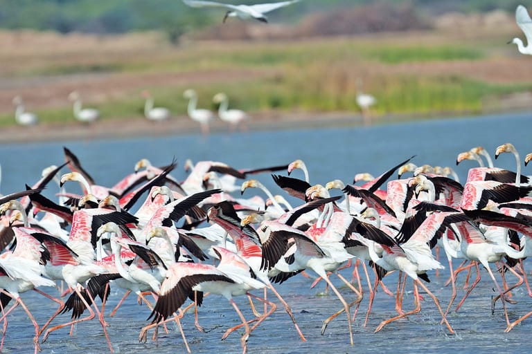 Reservoir may cost migratory birds their crucial Nemmeli stopover