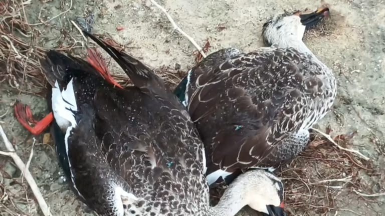 Chennai: Death of migratory birds, fish in Perumbakkam lake triggers ...