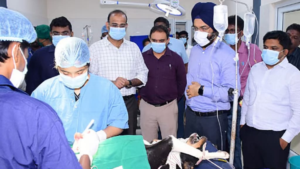 Chennai to step up dog sterilisation drive; target raised to 400 ...