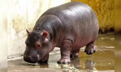 Zoo employee killed in attack by Hippo