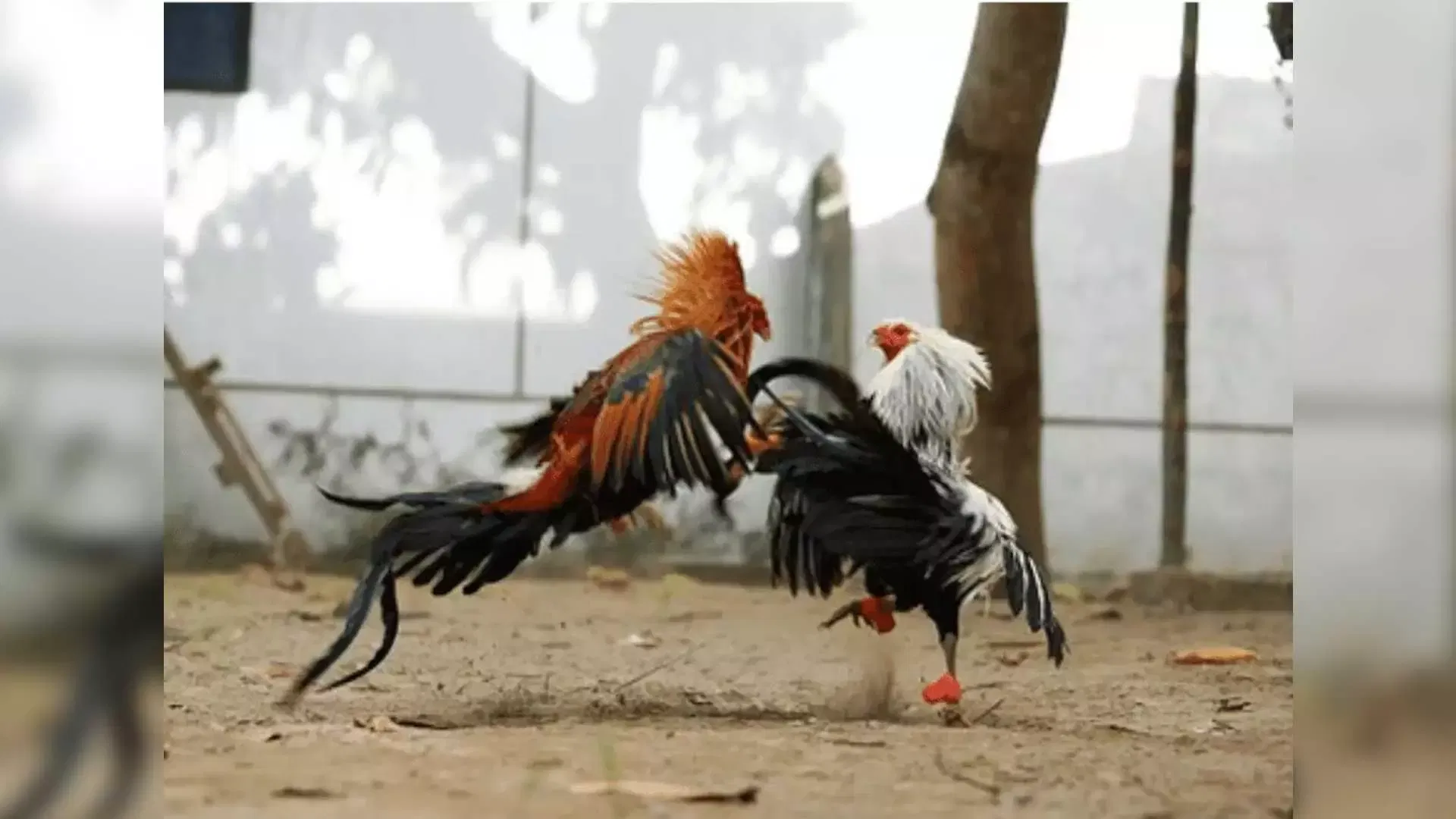 Chengalpattu police crack down on cockfighting ring