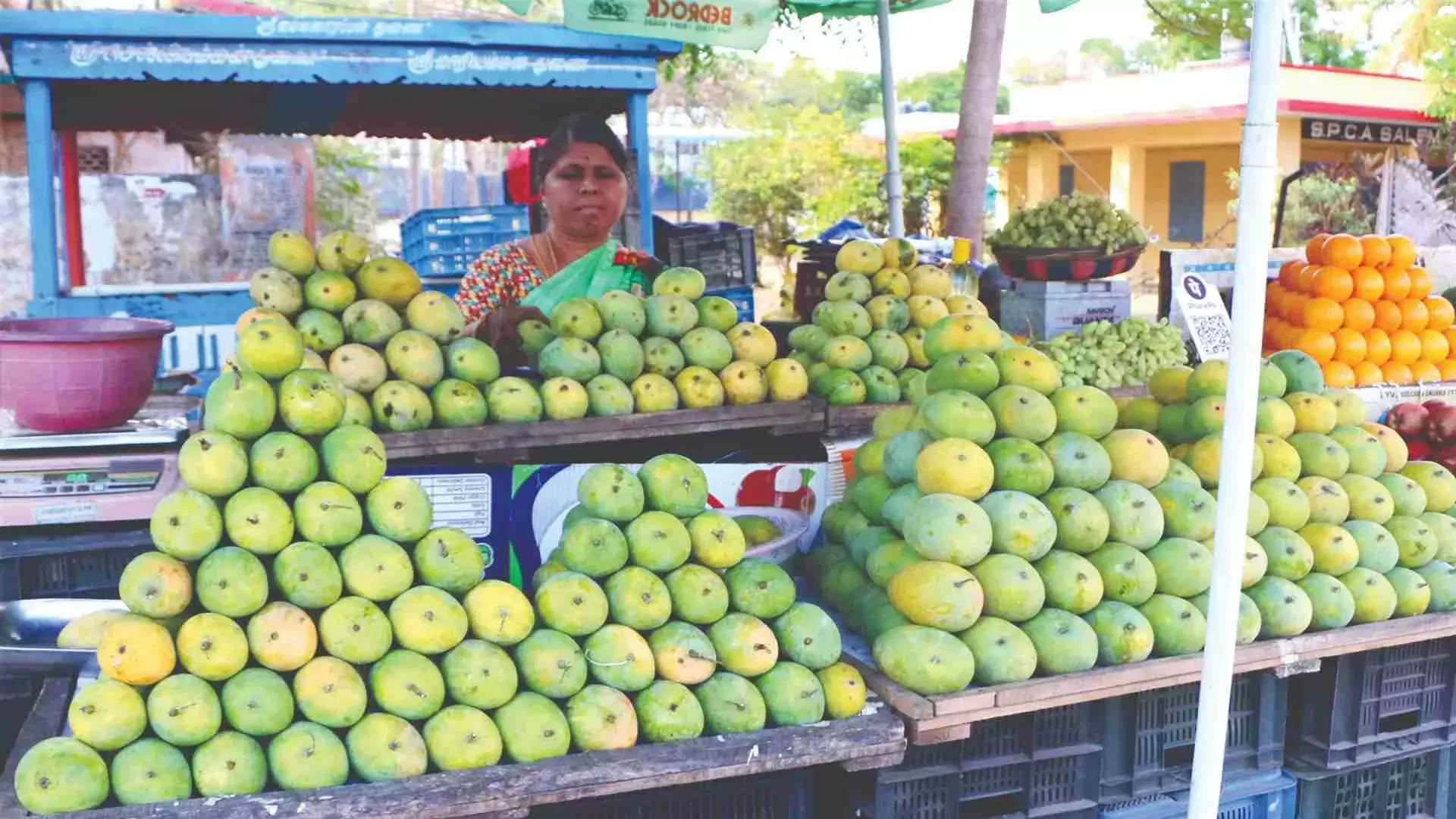 Mango season turns sour in Coimbatore, nearby districts as yields drop ...