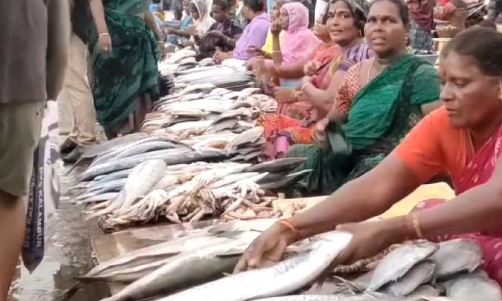 Fish prices plummet in Kasimedu, fisherfolk demand govt support