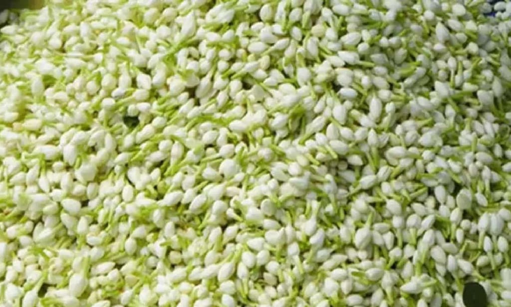 Jasmine price doubles overnight in Erode's Sathyamangalam market