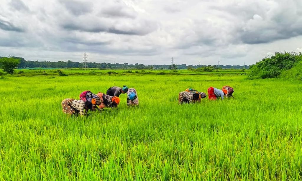 Continue agri budget, Tamil Nadu farmers urge new govt