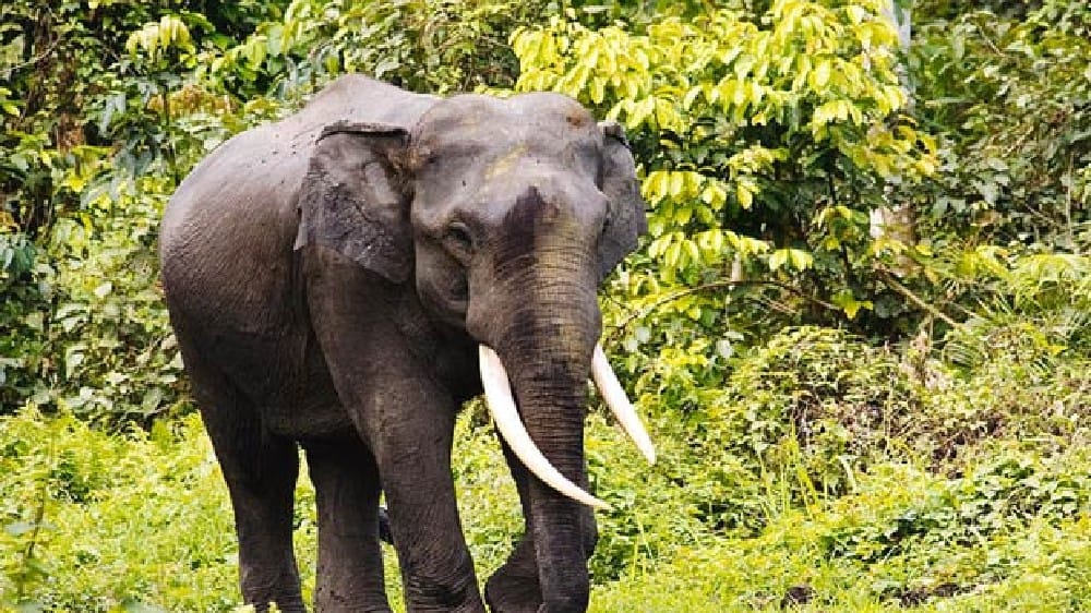 Wild jumbo tramples farmer to death in Erode