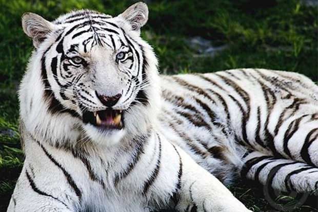 White Tiger spotted again In Nilgiris’ Avalanche forest after 8 years