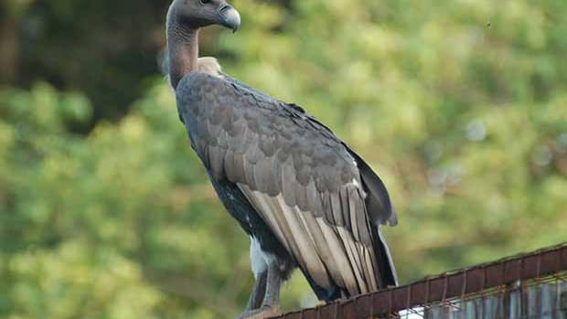 Vulture census: Tamil Nadu join hands with Kerala, Karnataka