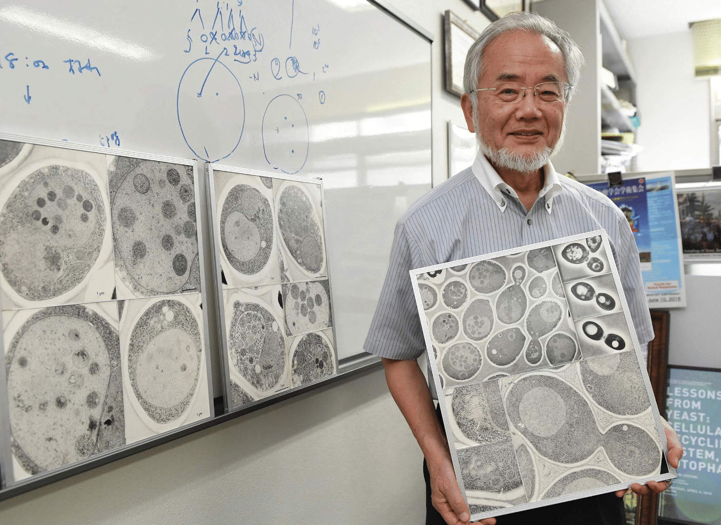 Meet Yoshinori Ohsumi, the man who found evidence for autophagy