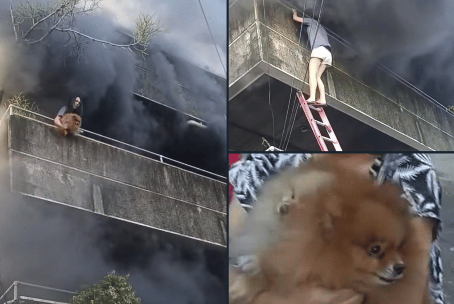 Viral video: Fearless dog mom saves 2 pups from raging Cebu fire