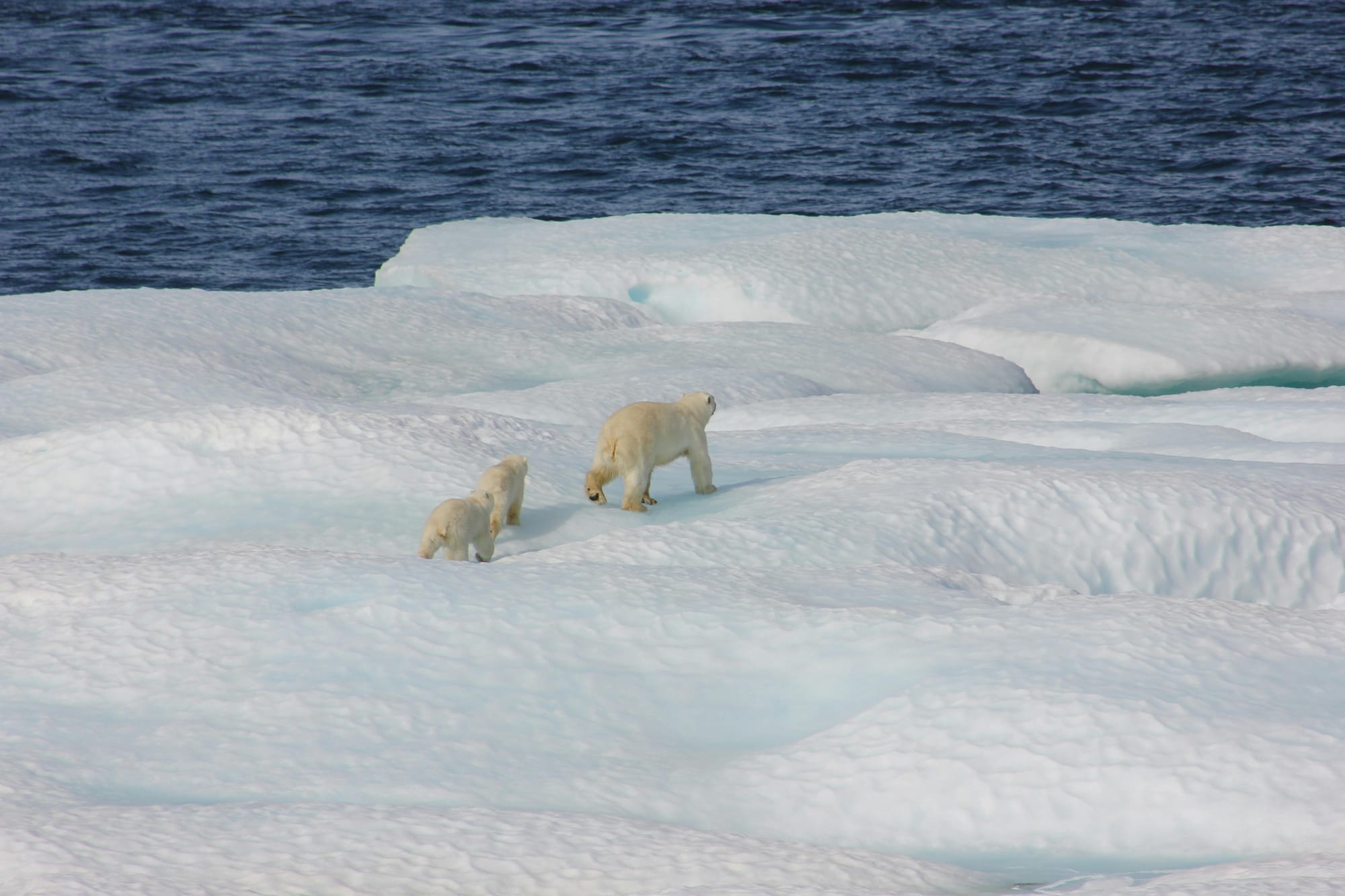 UAE Joins Svalbard Treaty in Norway to Boost Arctic Research, Climate ...