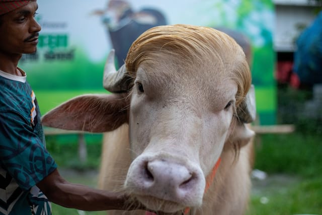 Meet ‘Trump’: The buffalo with blond hair spared from Eid sacrifice