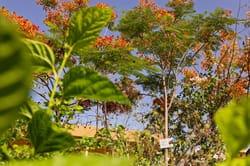 Dubai’s Flame Tree Season: 1,200 New Trees to Shade Streets, Parks and ...