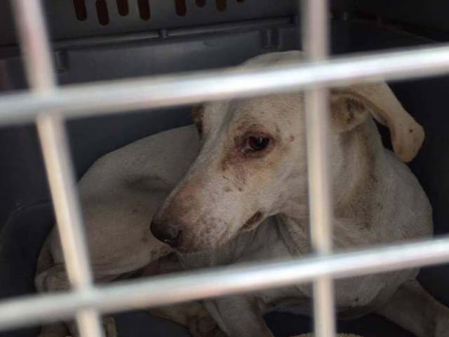 Pakistan join hands with PETA to ban tests, surgeries on live animals