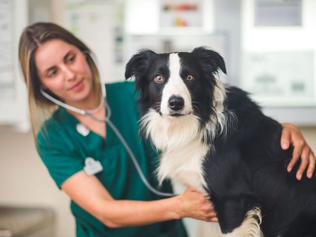 Mubadala invests £350m in veterinary clinics firm IVC Evidensia