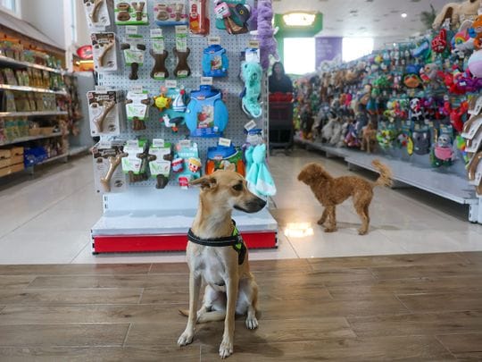 UAE’s pet industry thrives as millennials splurge on ‘fur babies ...