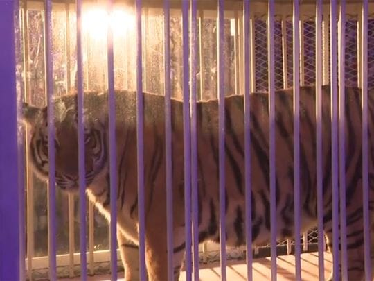 Tiger paraded before US football game sparks complaint