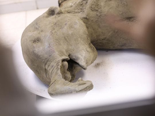 Extremely rare baby mammoth found in Siberia